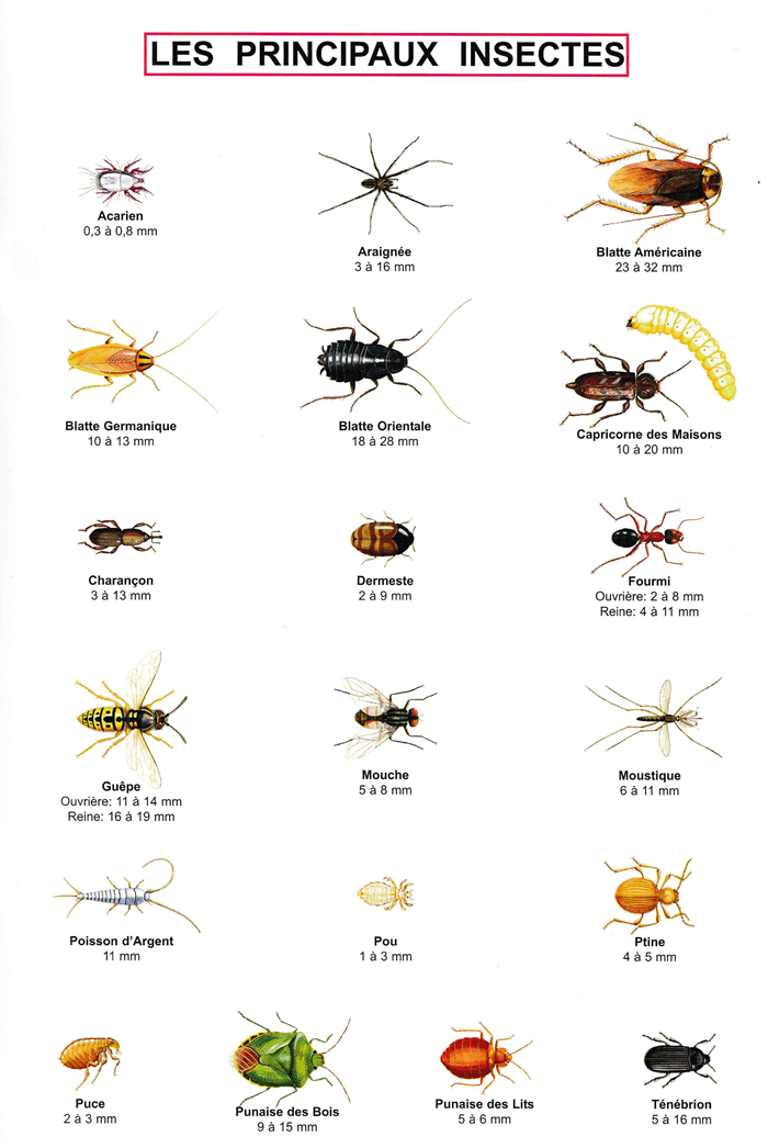 Insecte Rampant Dans La Maison | Ventana Blog